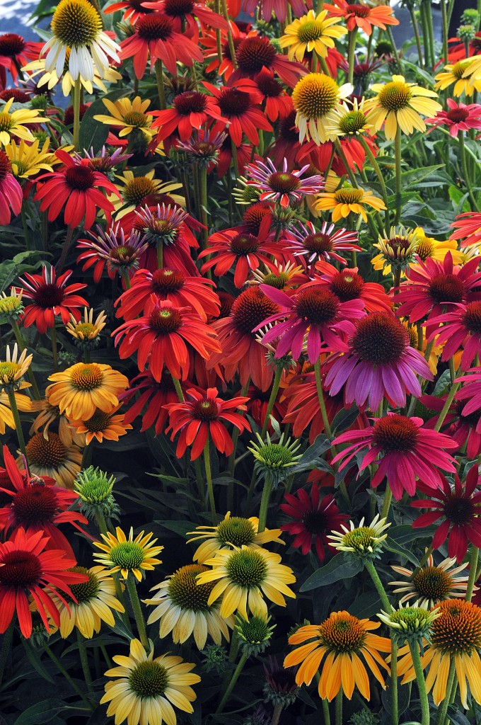 Introducing Quick Start: Growing Made Easy - Mast Young Plants