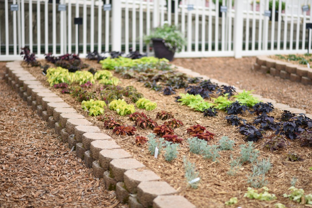 Trial Gardens - Mast Young Plants
