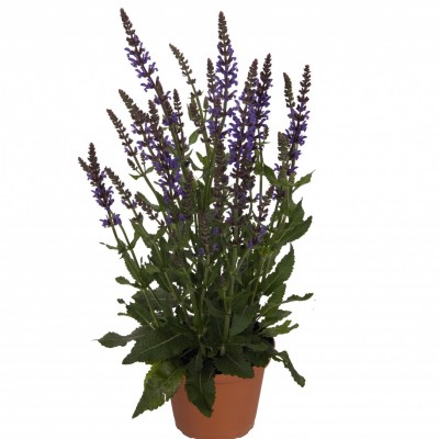 Mast Young Plants