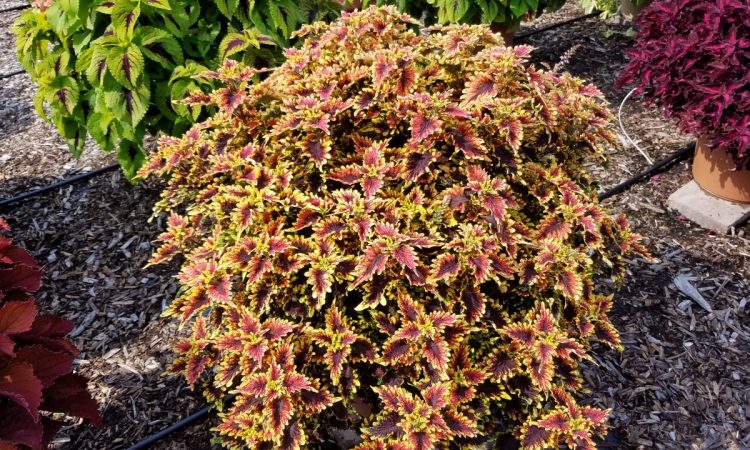 #3 Coleus: Stained Glass Golden Gate