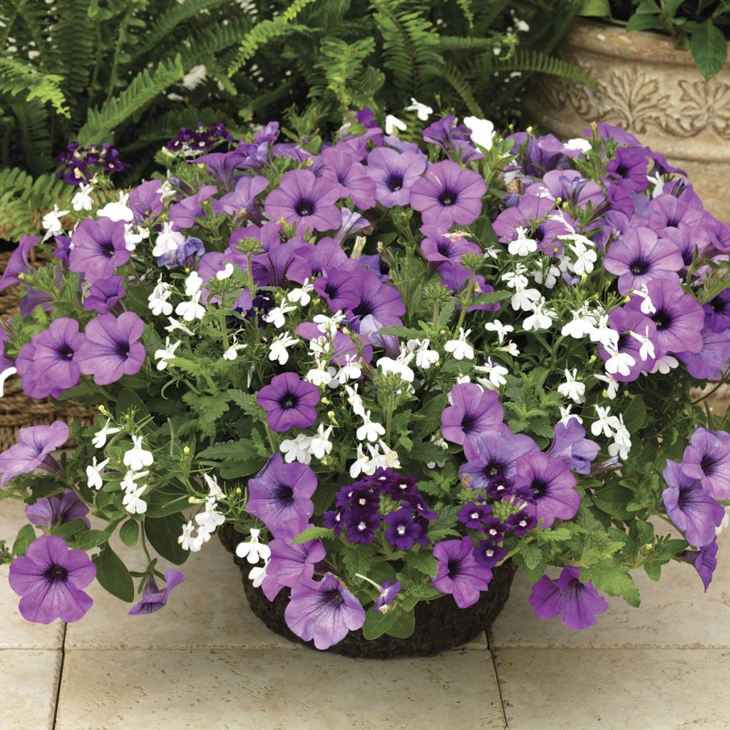 2021 LIMITED PRE-RELEASE: Petunia Capella™ Hello Yellow - Mast Young Plants