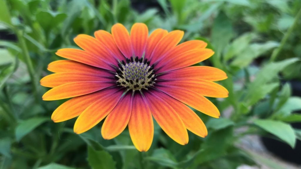 Introducing Purple Sun - Mast Young Plants