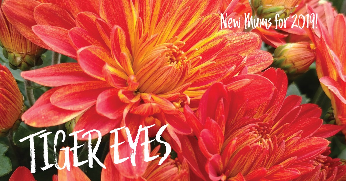 Introducing Headliner™ Electric Purple Sky Petunia - Mast Young Plants