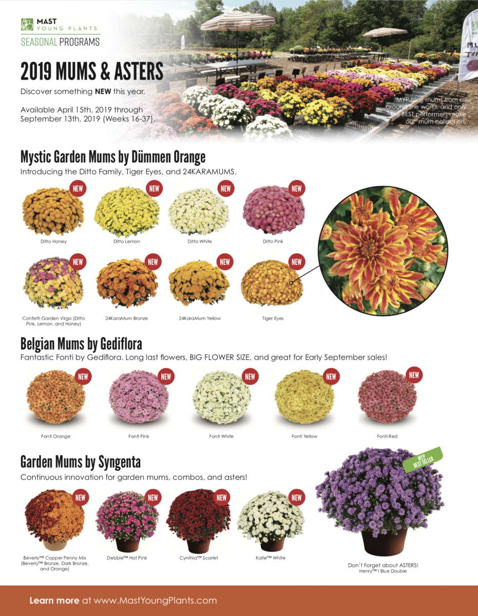 Mums the Word! - Mast Young Plants