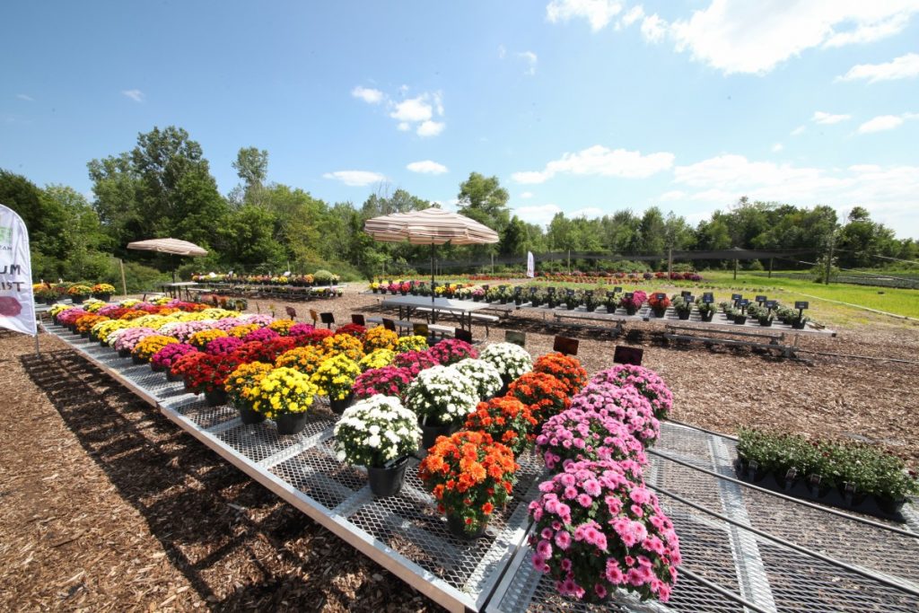 Mums the Word! - Mast Young Plants