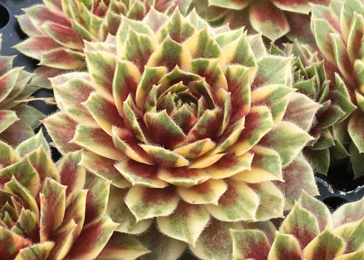 Mast Young Plants Spring Liners