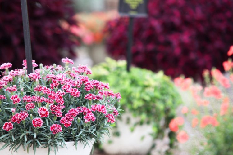 Mast Young Plants Living Catalog Trial Garden