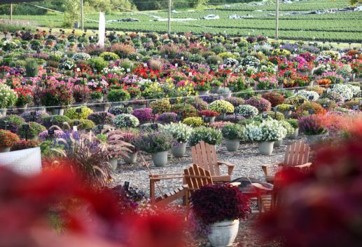 Mast Young Plants- supplying vegetative & seeded plugs to greenhouses ...