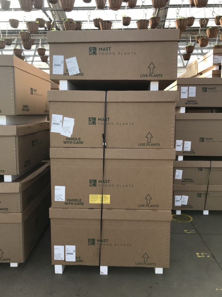 Mast Young Plants Master Box offers value and innovation
