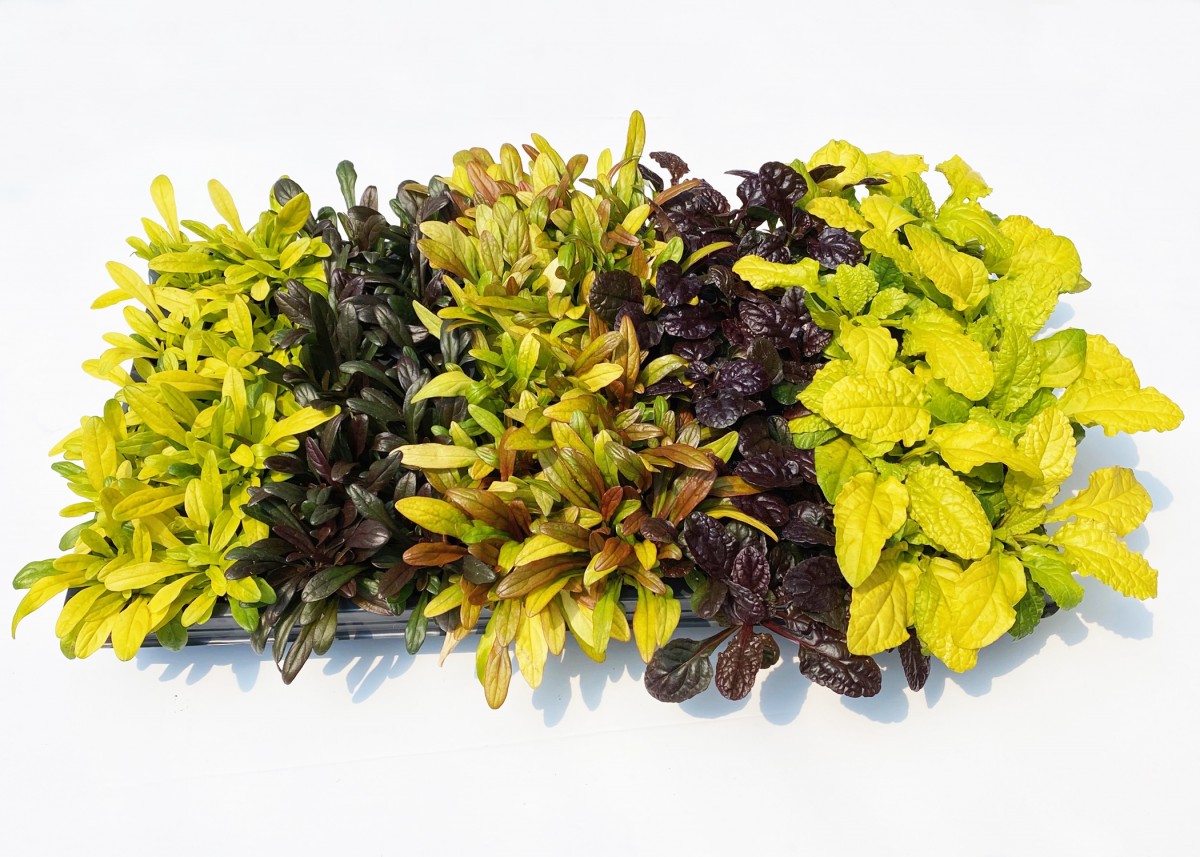 Introducing Purple Sun - Mast Young Plants