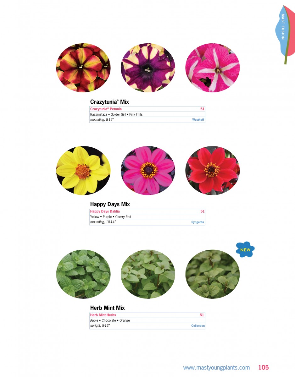 Mast Fusion new for 2021 coleus growers new varieties succulents