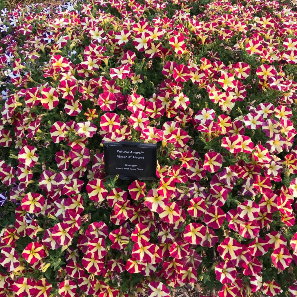 Picking the Perfect Petunia: Garden Trials Advantage - Mast Young Plants