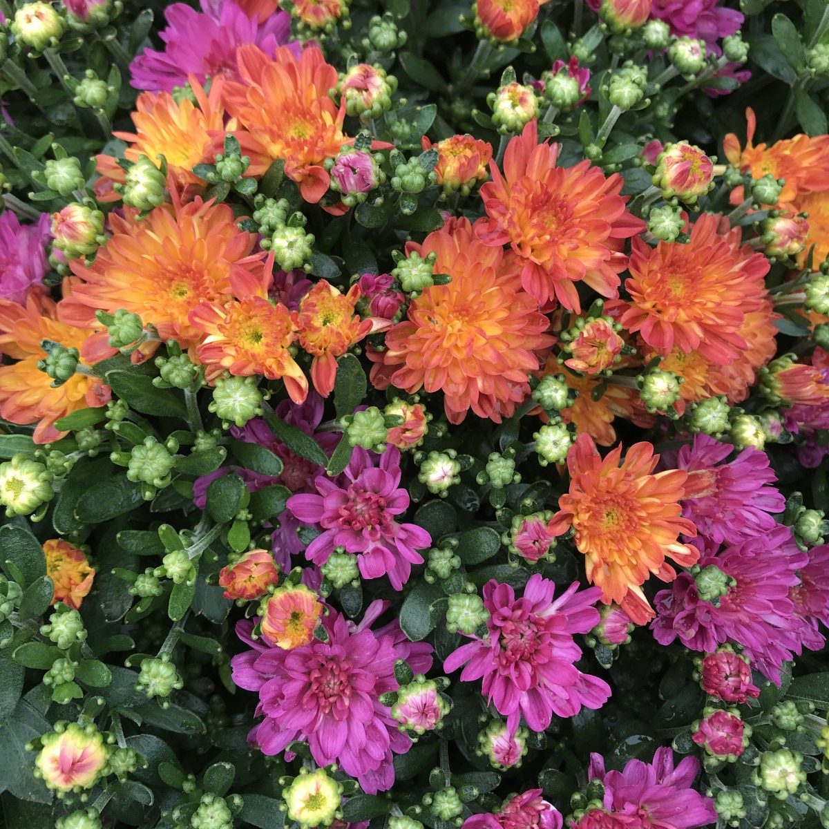 Mum Trends and Trials - Mast Young Plants