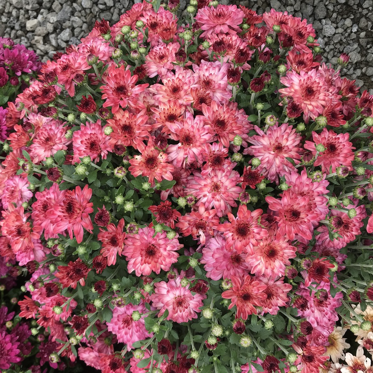 Mum Trends and Trials - Mast Young Plants