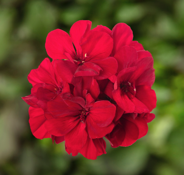 Introducing Geranium Calliope® Medium Dark Red Dark Leaf - Mast Young ...