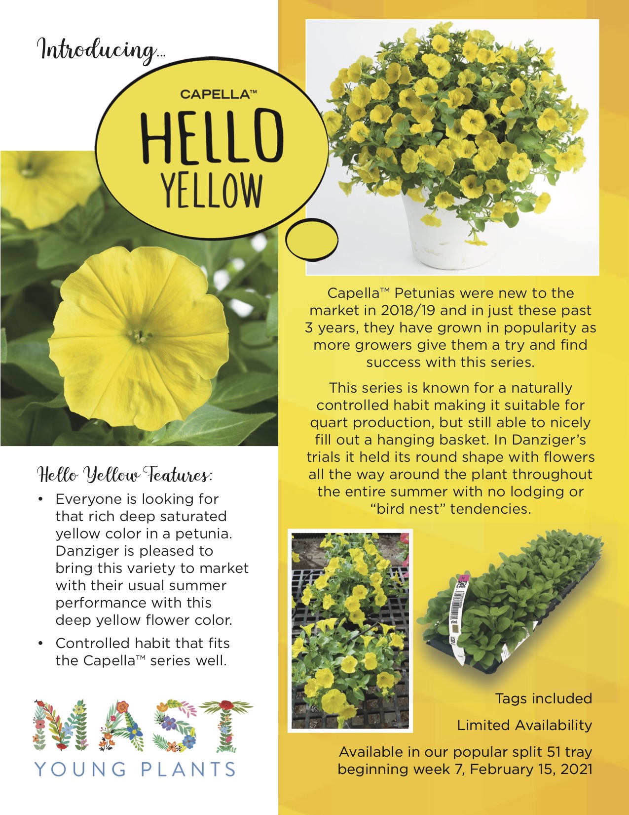 2021 LIMITED PRE-RELEASE: Petunia Capella™ Hello Yellow - Mast Young Plants