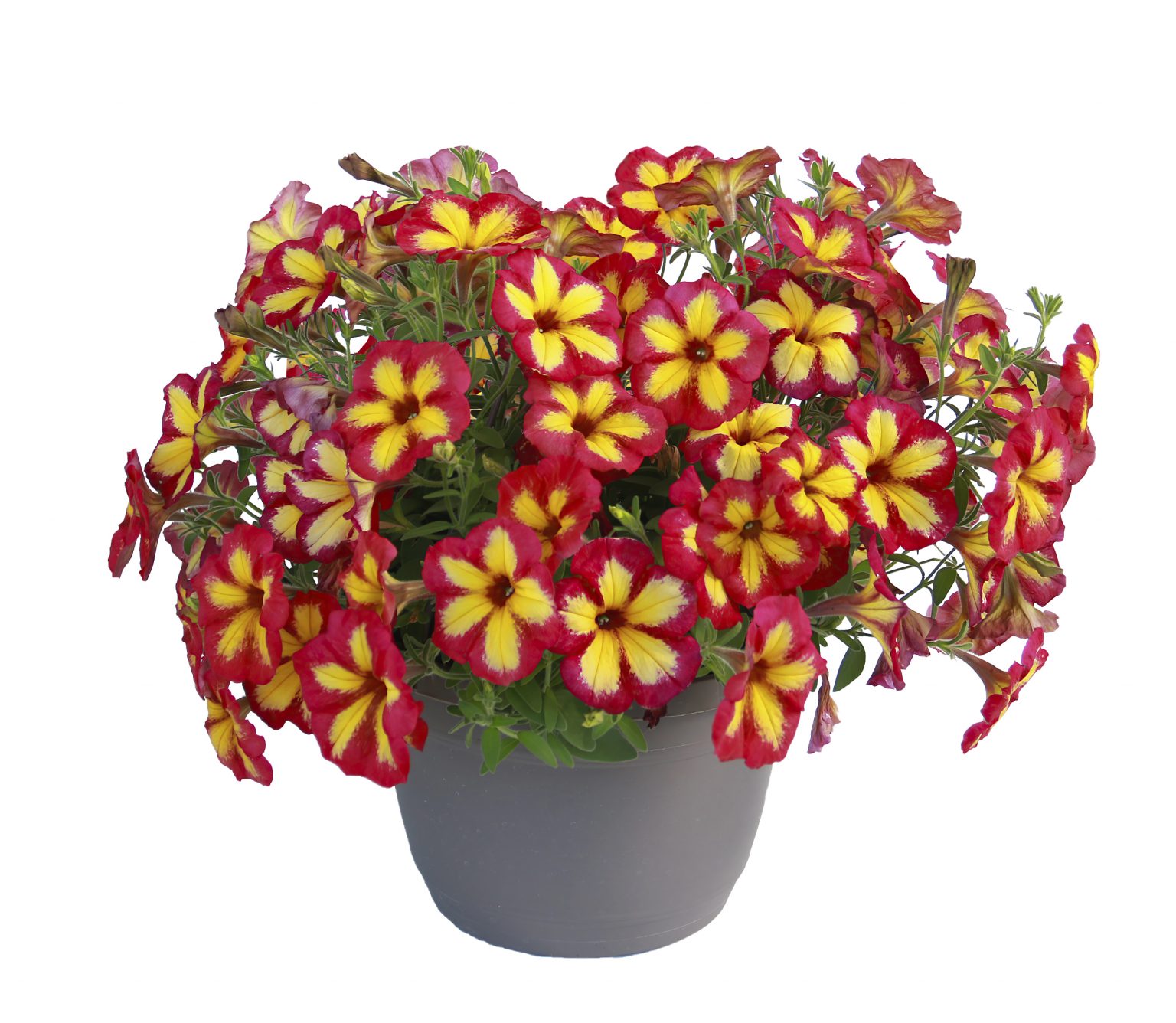 2021 LIMITED PRE-RELEASE: Petunia Fun House™ Potpourri - Mast Young Plants
