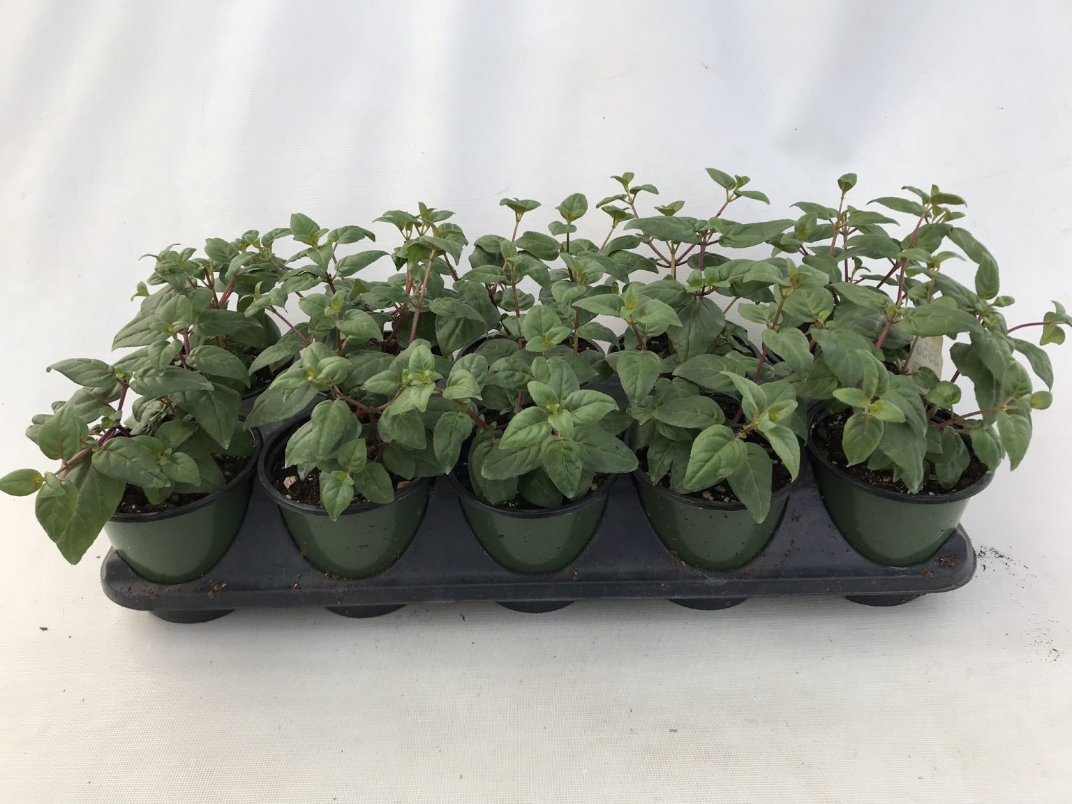 Introducing Quick Start: Growing Made Easy - Mast Young Plants