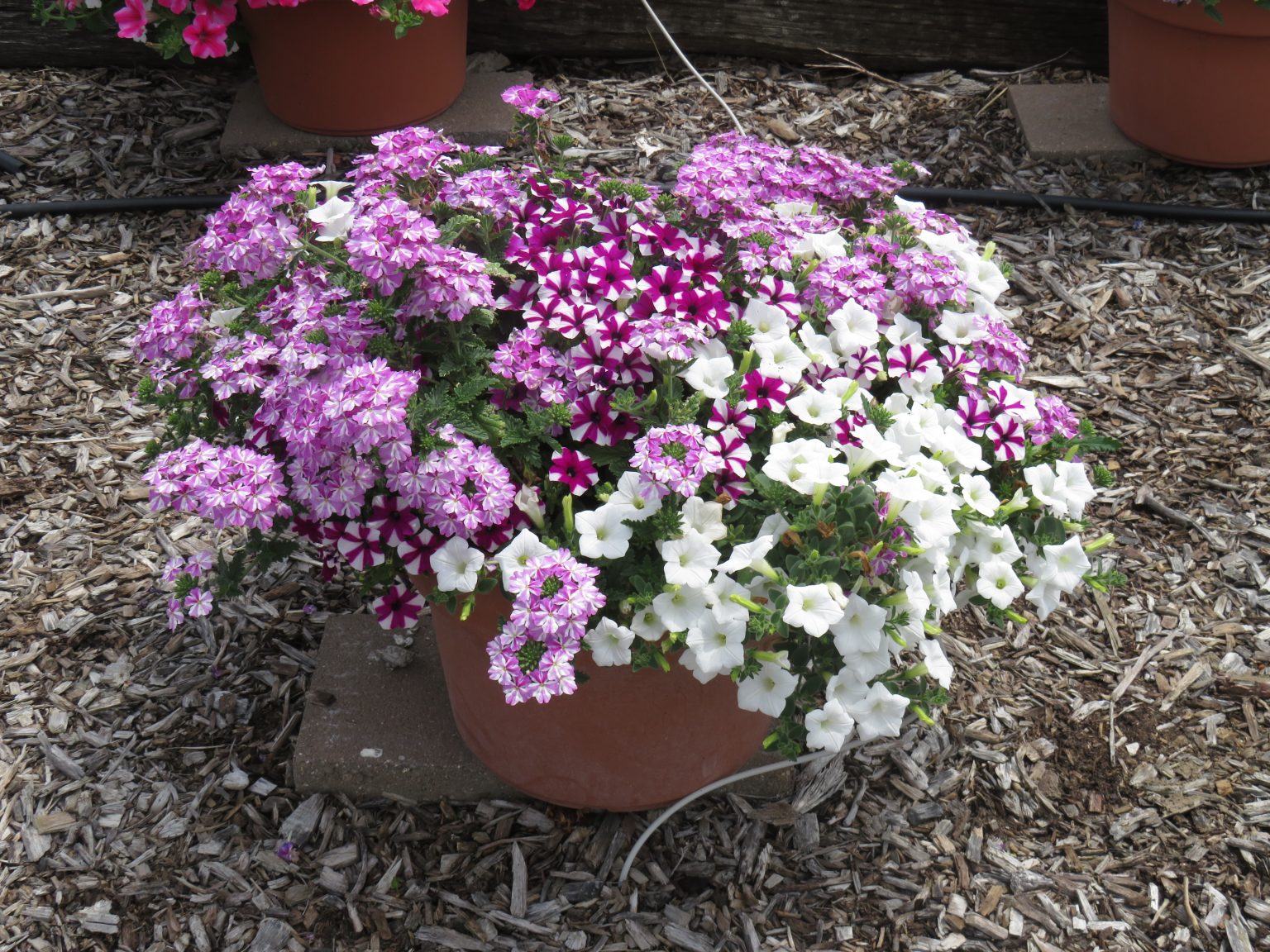 2021 LIMITED PRE-RELEASE: Kwik Kombo™ Blueberry Twist - Mast Young Plants