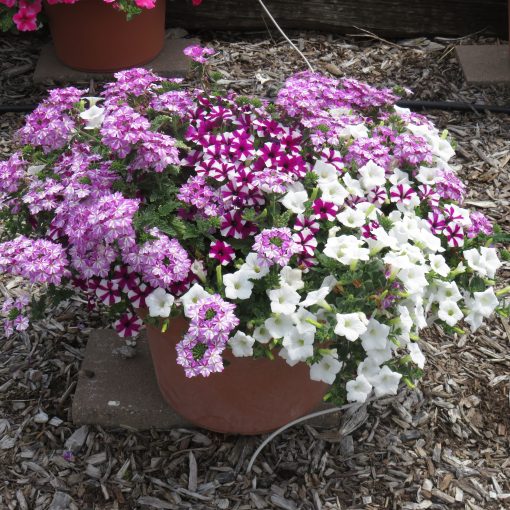 NEW for 2024: Kwik Kombo™ Trifection Mix - Mast Young Plants