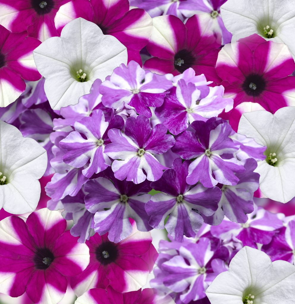 2021 LIMITED PRE-RELEASE: Kwik Kombo™ Blueberry Twist - Mast Young Plants