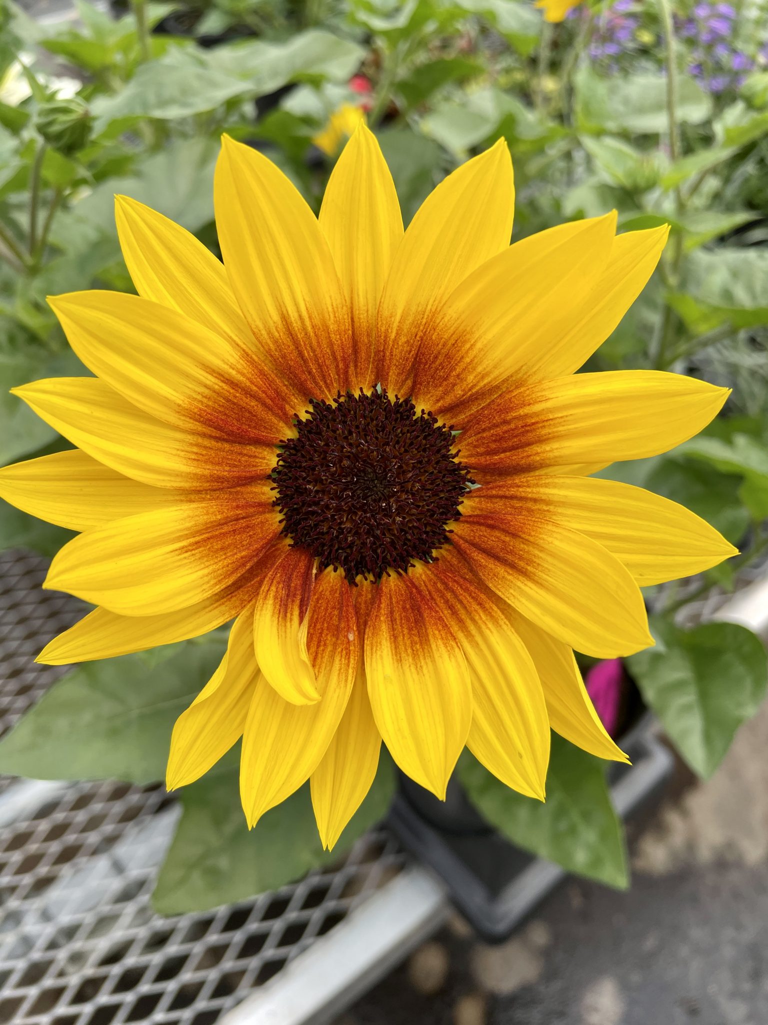 Mast Young Plants Spring Liners