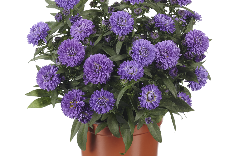 Mast Young Plants Mums Fall Asters Program 2022