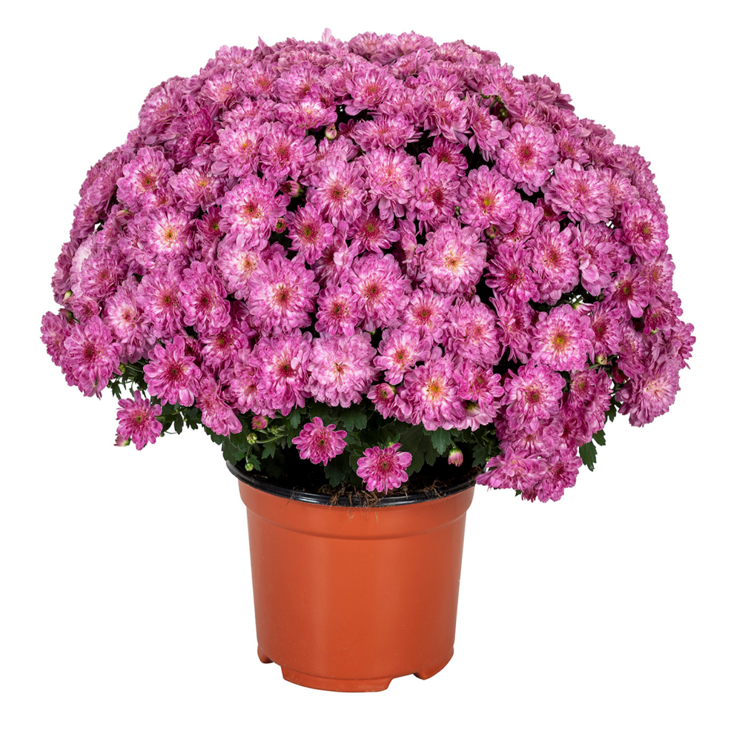 Mast Young Plants Mums Fall Asters Program 2022