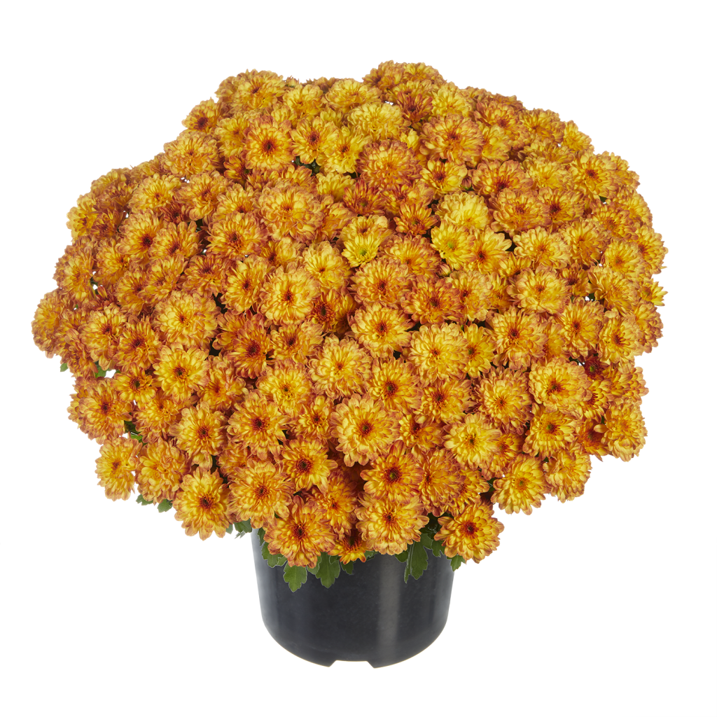 Mast Young Plants Mums Fall Asters Program 2022