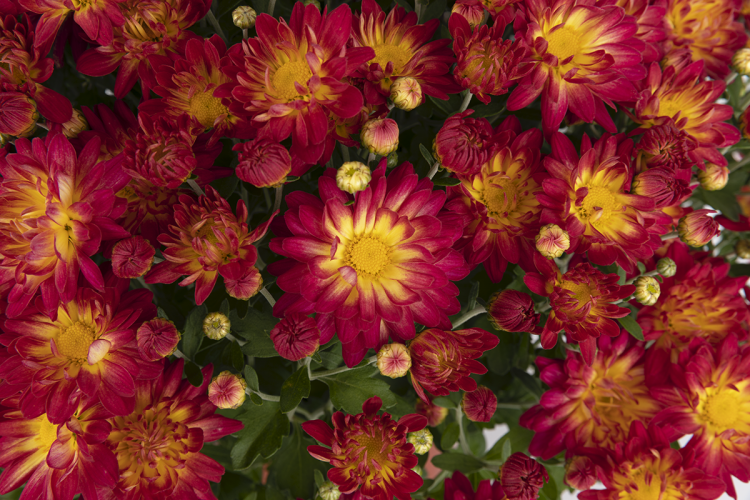 Mast Young Plants Mums Fall Asters Program 2022