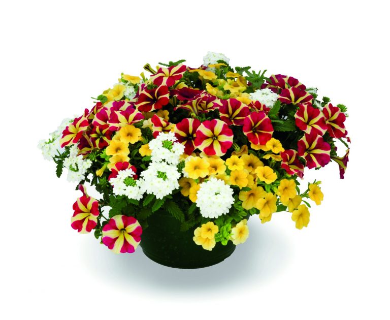 Mast Young Plants Spring Liners