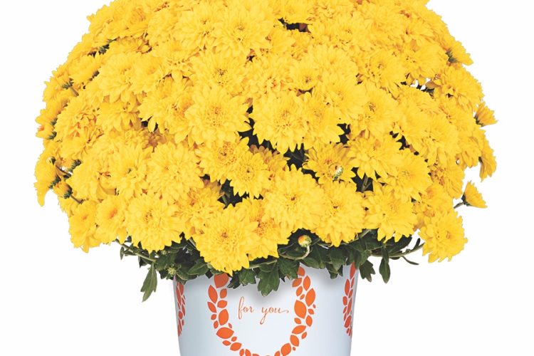 Mast Young Plants Mums Fall Asters Program 2022