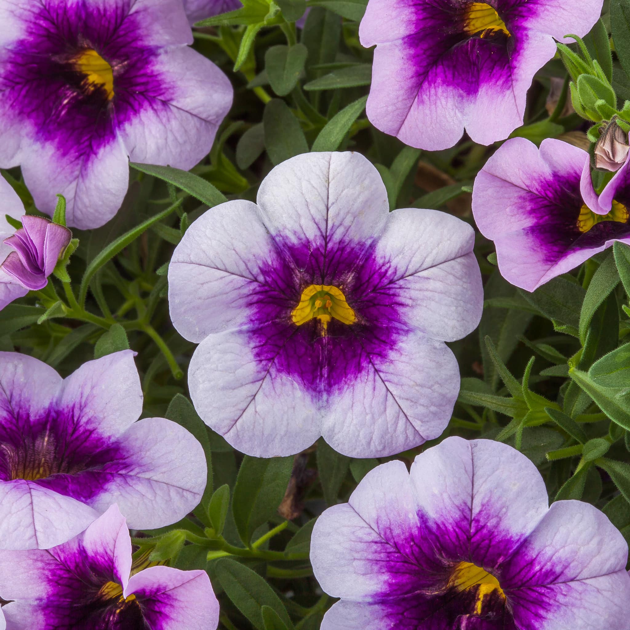 Reducing Calibrachoa Virus Risk with Innovative Growing Approach - Mast ...