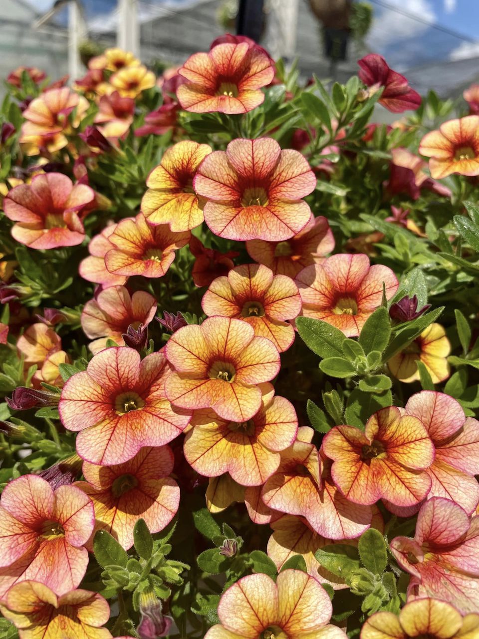 Reducing Calibrachoa Virus Risk with Innovative Growing Approach - Mast ...