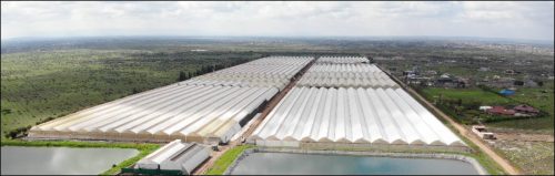 Improved Quality Dianthus Cuttings from USDA-Approved Kenyan Farm ...