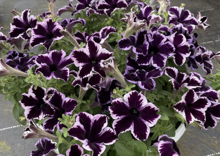 NEW for 2024: Crazytunia® Cosmic Violet - Mast Young Plants