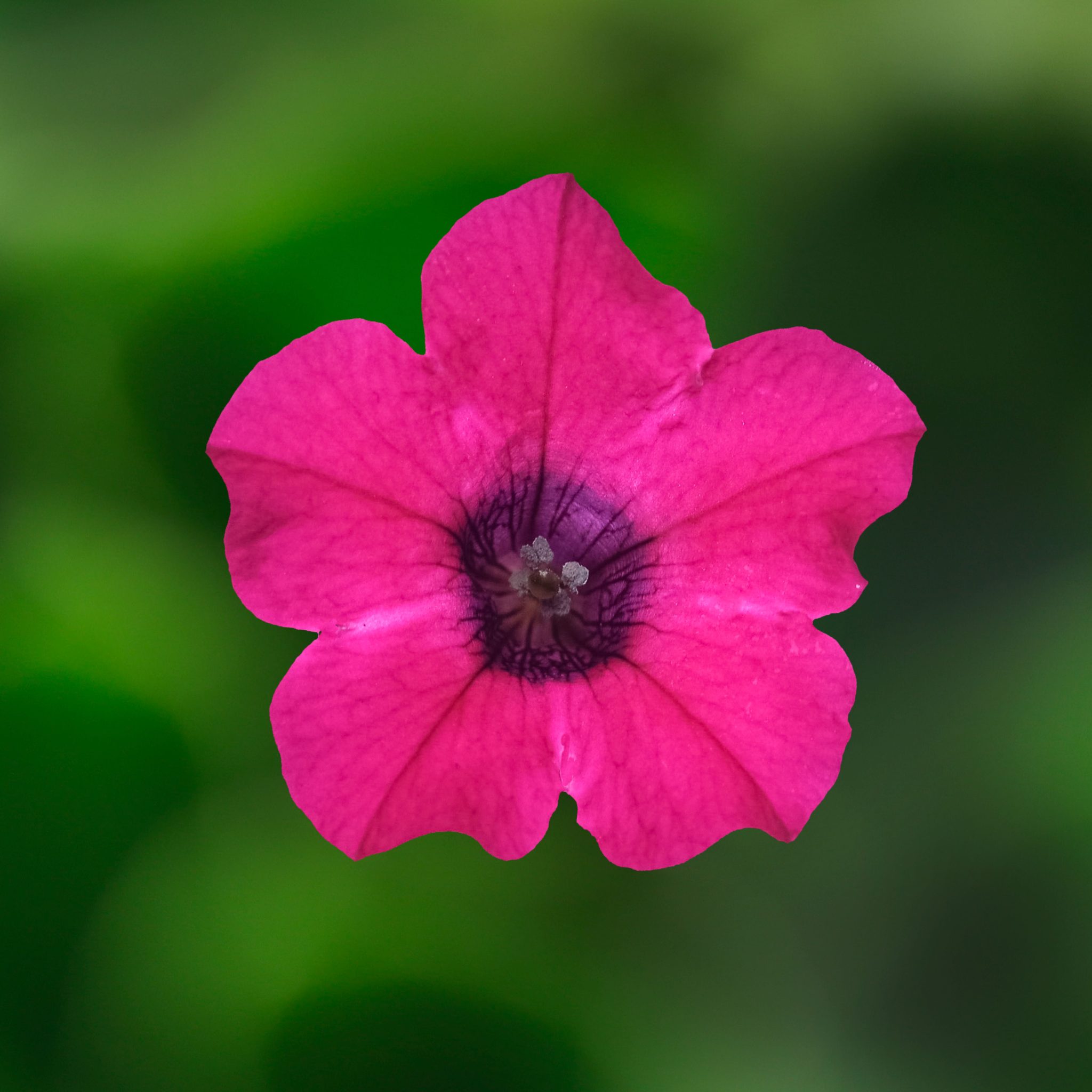 NEW for 2024: Kwik Kombo™ Trifection Mix - Mast Young Plants