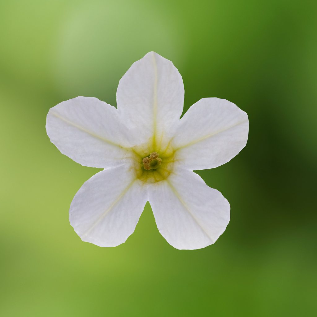 NEW for 2024: Kwik Kombo™ Trifection Mix - Mast Young Plants