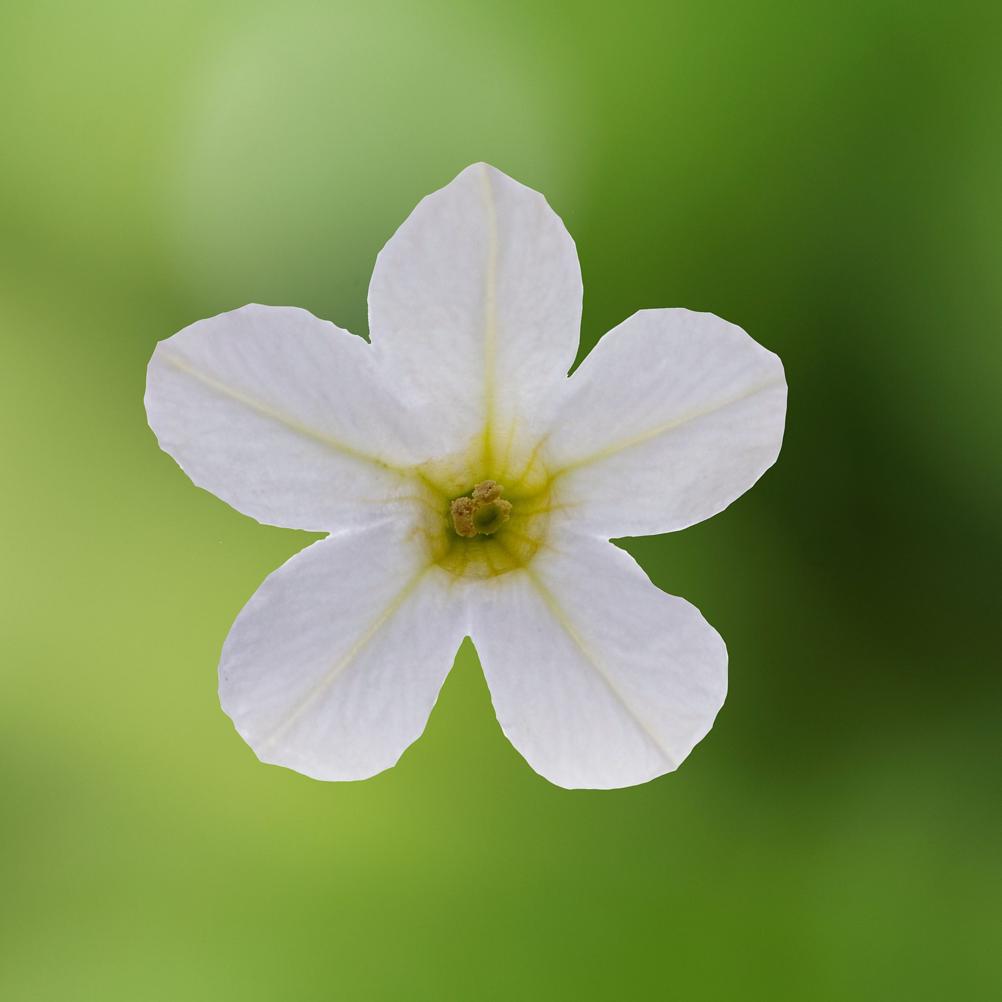 NEW for 2024: Kwik Kombo™ Trifection Mix - Mast Young Plants