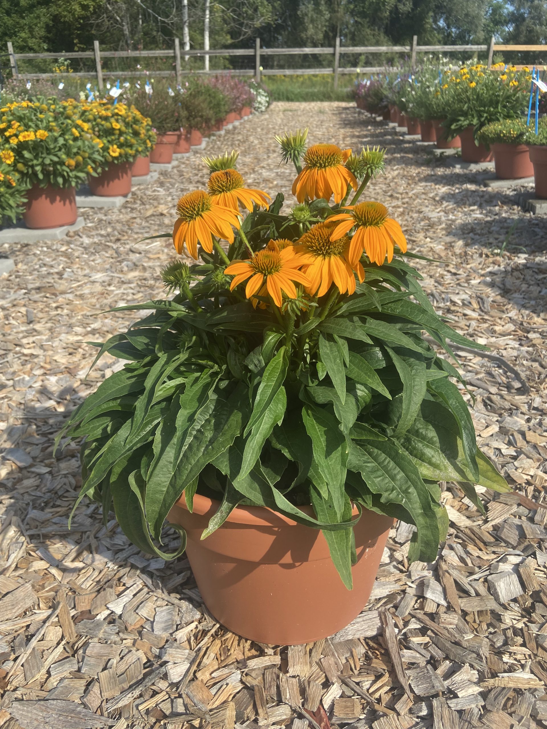 New for 2024: Echinacea Guatemala™ Gold - Mast Young Plants