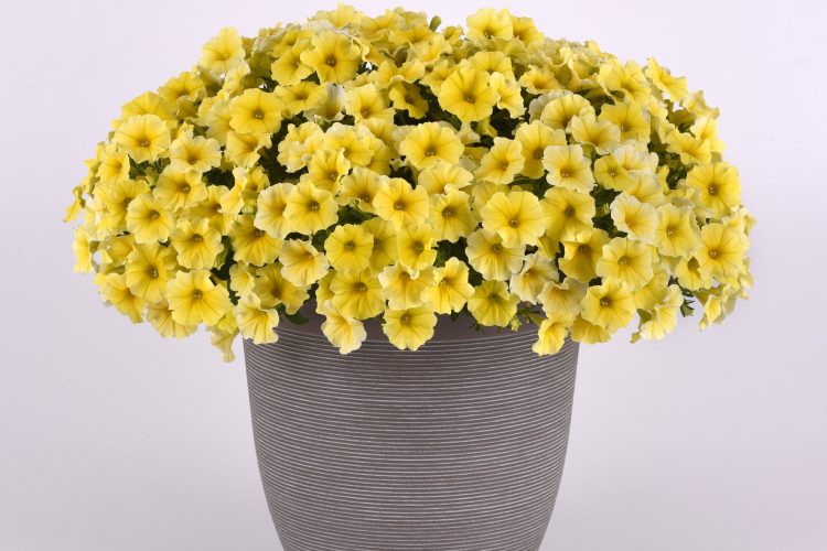 Mast Young Plants Spring Liners