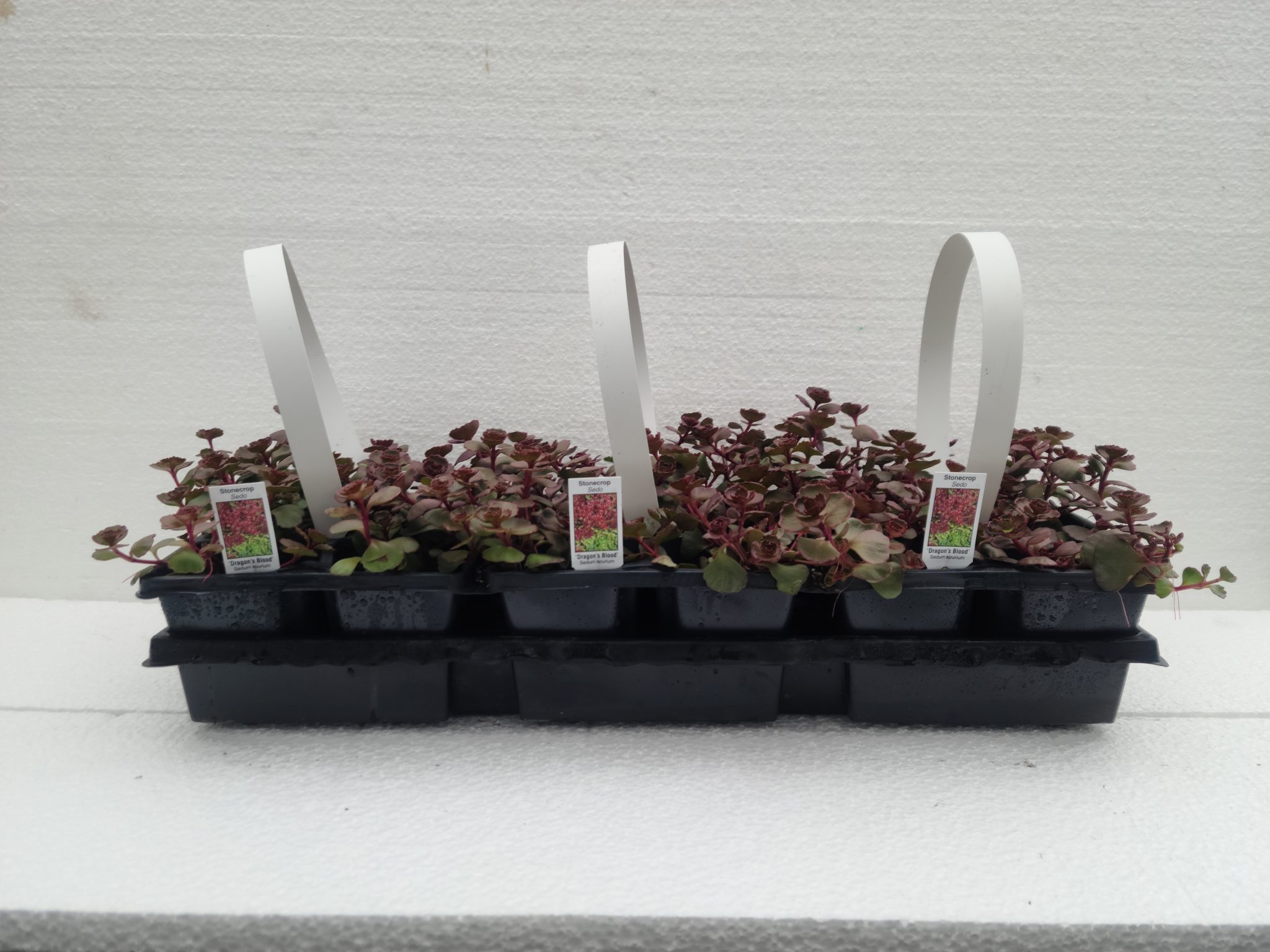 New for 2024: 3-06 Perennial Groundcover Program - Mast Young Plants