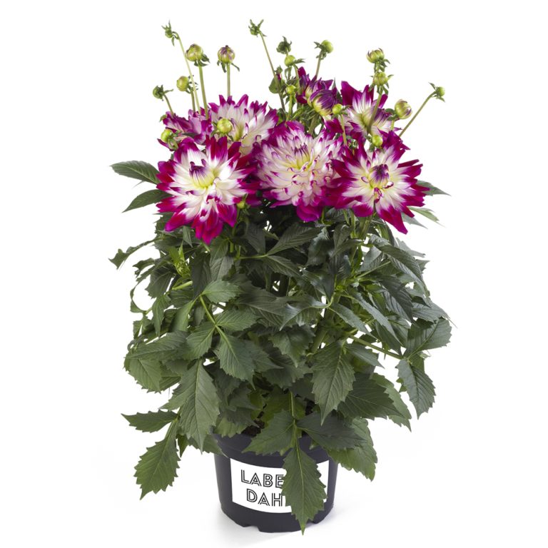 Mast Young Plants Mums Fall Asters Program 2022