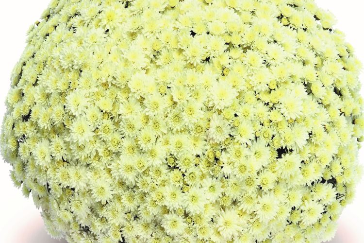 Mast Young Plants Mums Fall Asters Program 2022