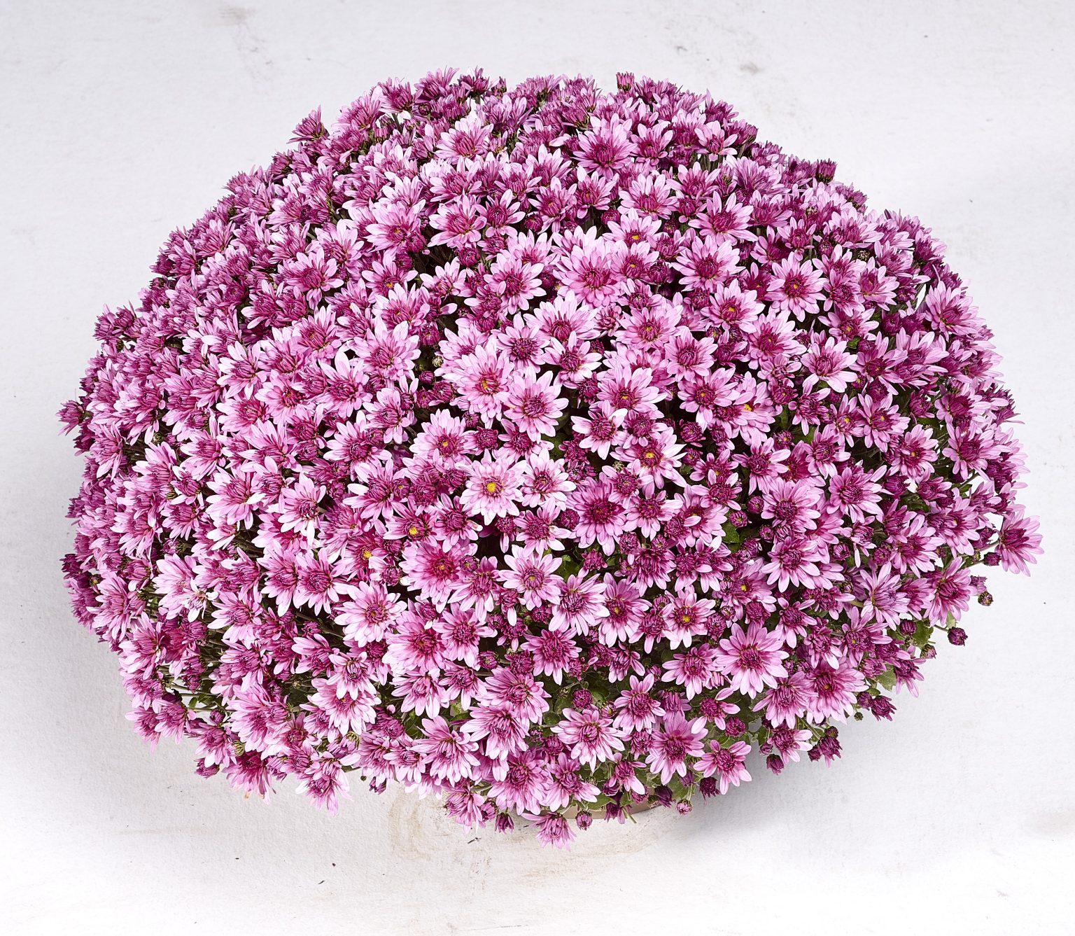 Mast Young Plants Mums Fall Asters Program 2022