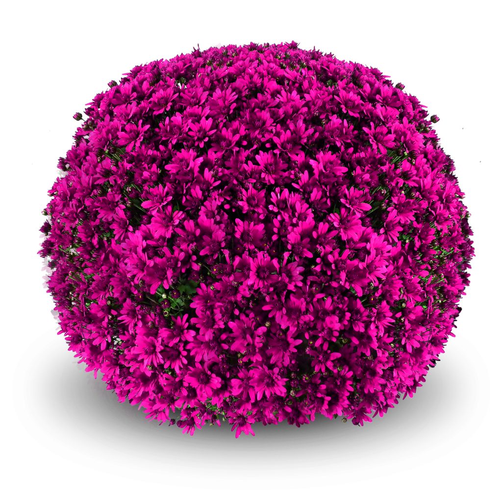 Mast Young Plants Mums Fall Asters Program 2022