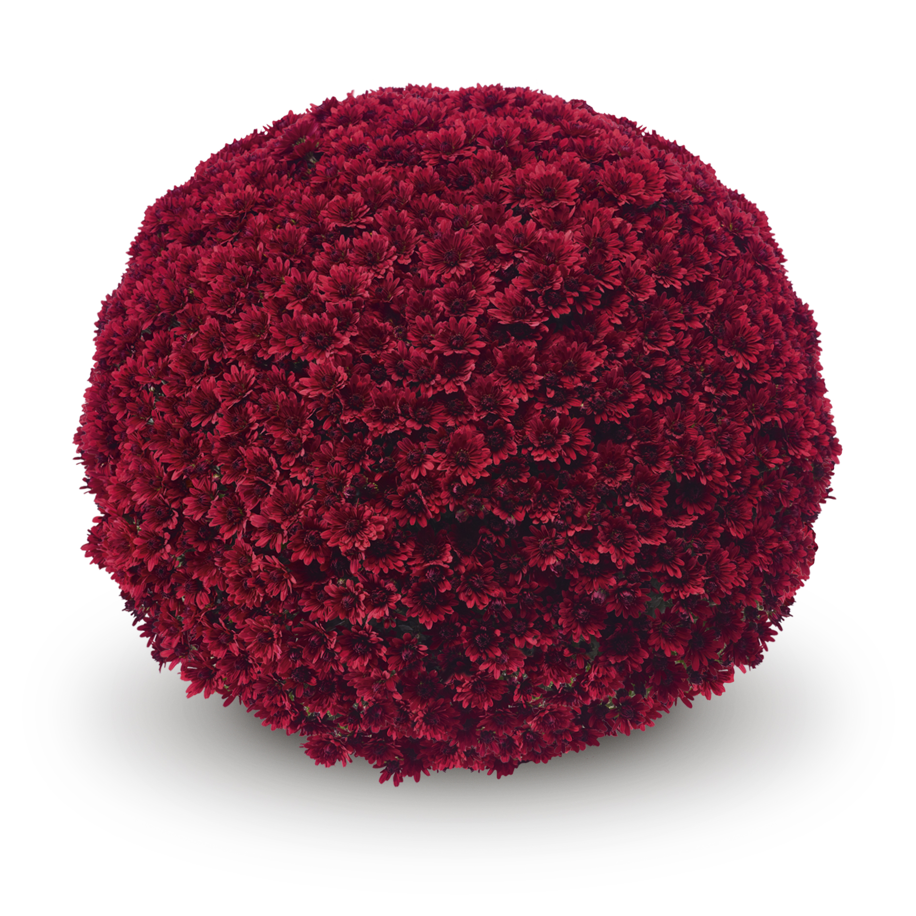 Mast Young Plants Mums Fall Asters Program 2022