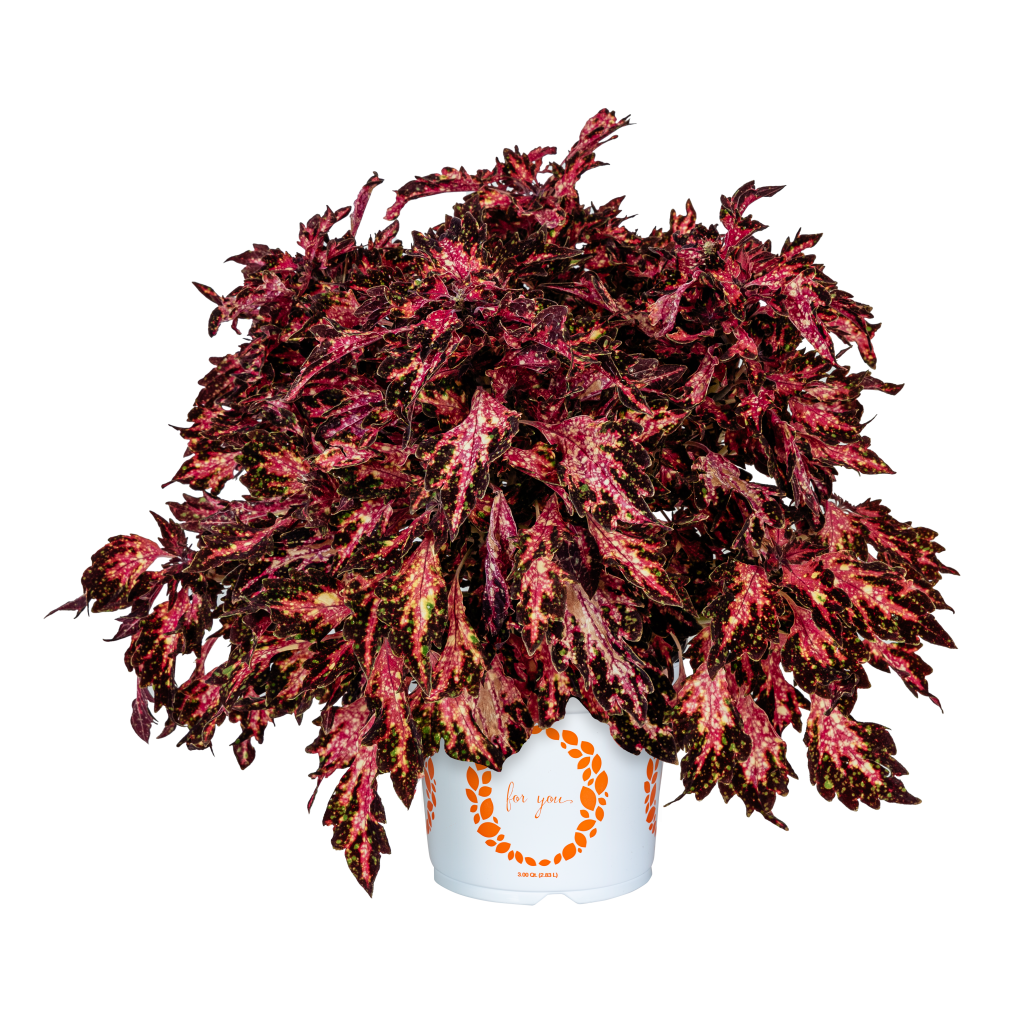 Down Town Coleus Update - Mast Young Plants