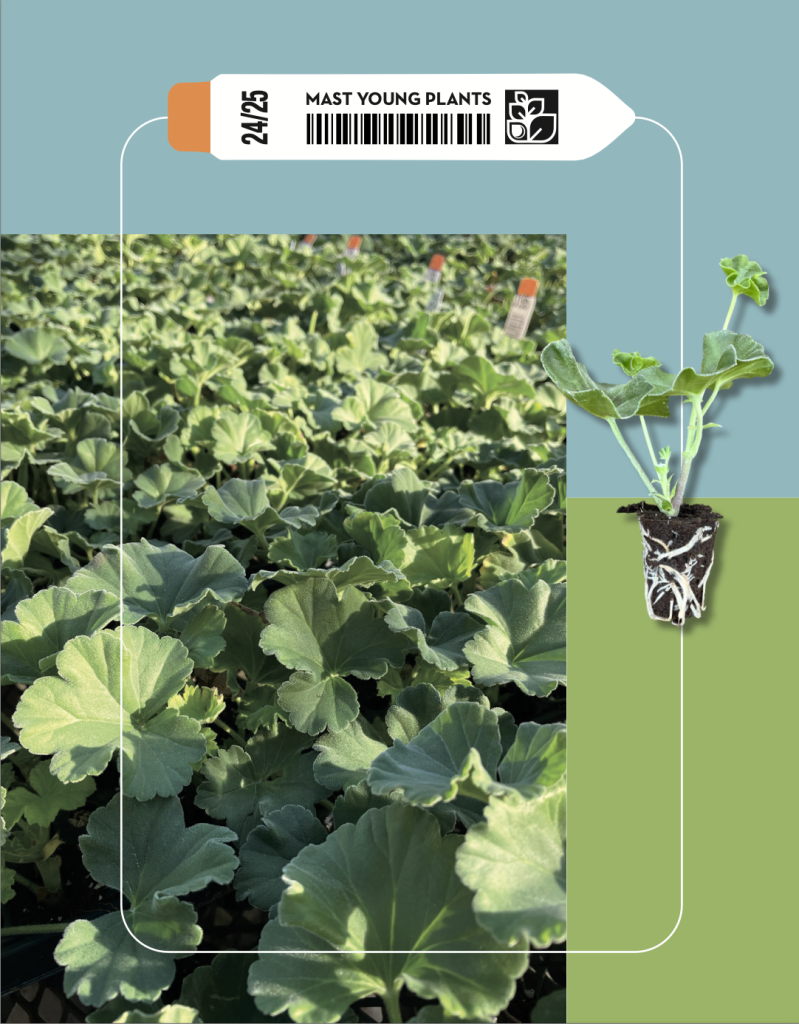 Mast Young Plants Spring Liners